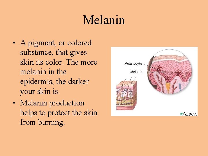 Chapter 14 Bones Muscles and Skin Section 4