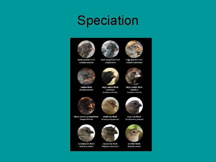 Bell Ringer 1 2 3 4 Define Adaptation