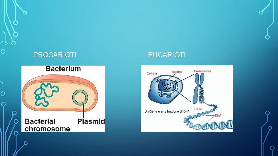 STRUMENTI DI BASE DELLINGEGNERIA GENETICA LA MODIFICAZIONE DELLE