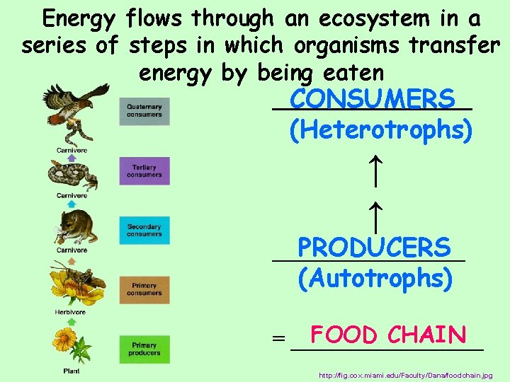 Energy Flow in the Biosphere Chapter 3 1