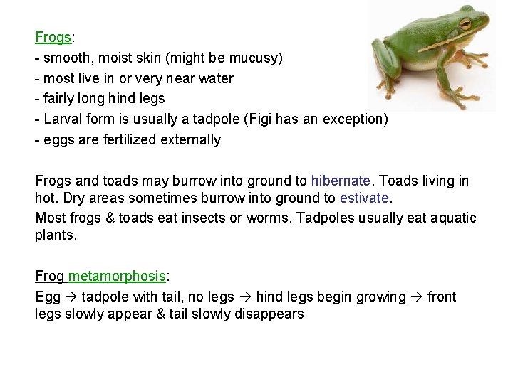 Amphibians Reptiles Objectives 1 Distinguish between ectotherms endotherms
