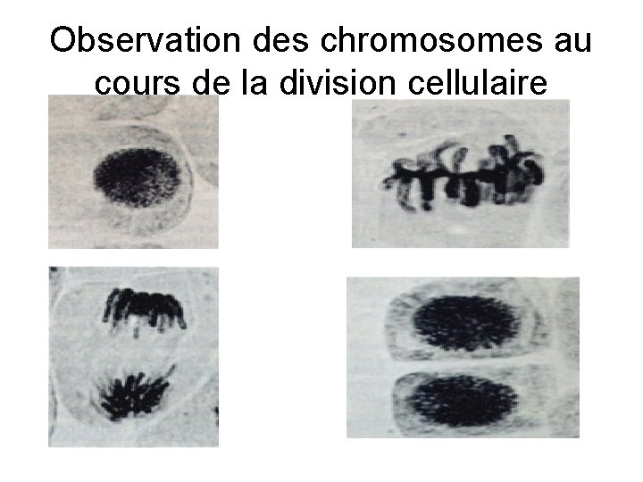 Les chromosomes au cours du cycle cellulaire Observation