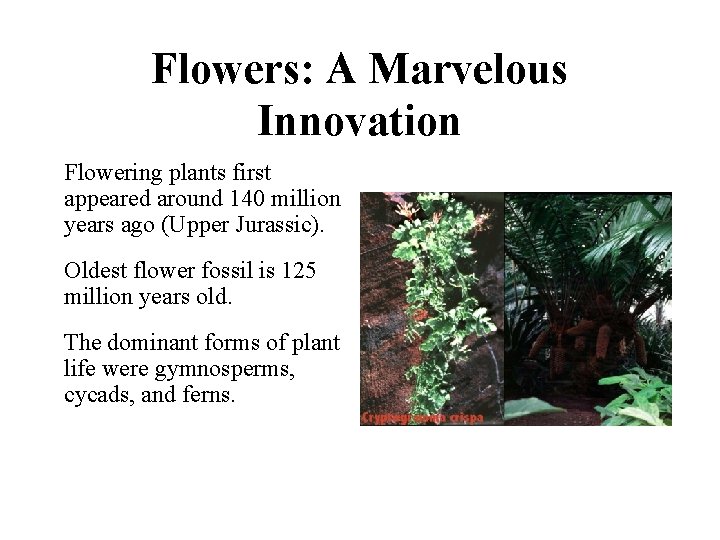 FLOWERS Notes for Biology 2410 at Utah State