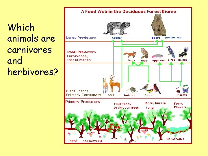 Food Chains and Food Webs Energy Flow in