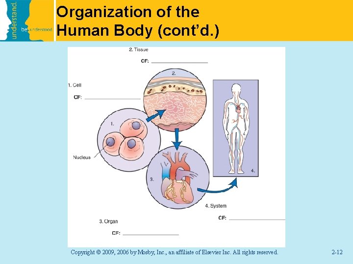 Chapter 2 Body Structure Color and Oncology Copyright