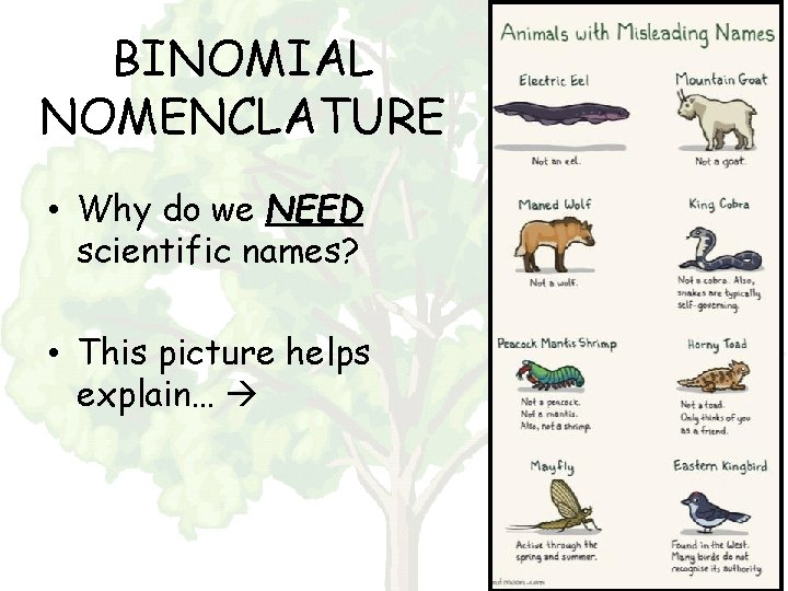 CLASSIFICATION REMEMBERCHARACTERISTICS OF LIVING THINGS made up of