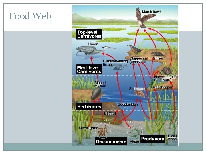 Ecology Ecology The interaction between organisms and their