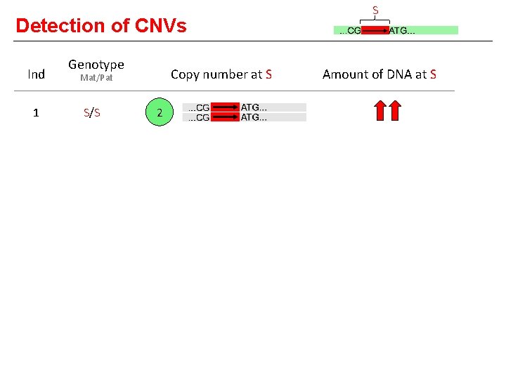 Copy Number Variants detection and analysis Manuel Ferreira