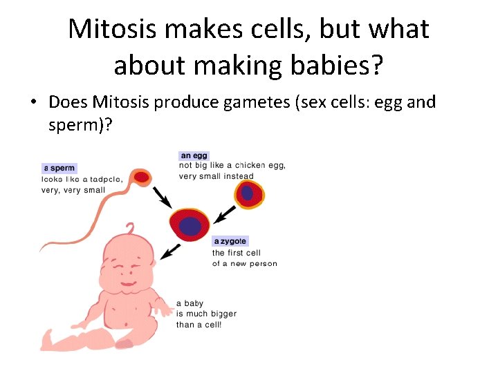 Lab 9 Meiosis Prelab 9 and the Lab