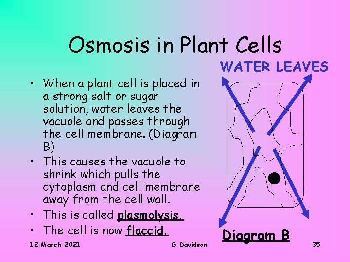 National 5 Biology Transport Across Cell Membranes Mr