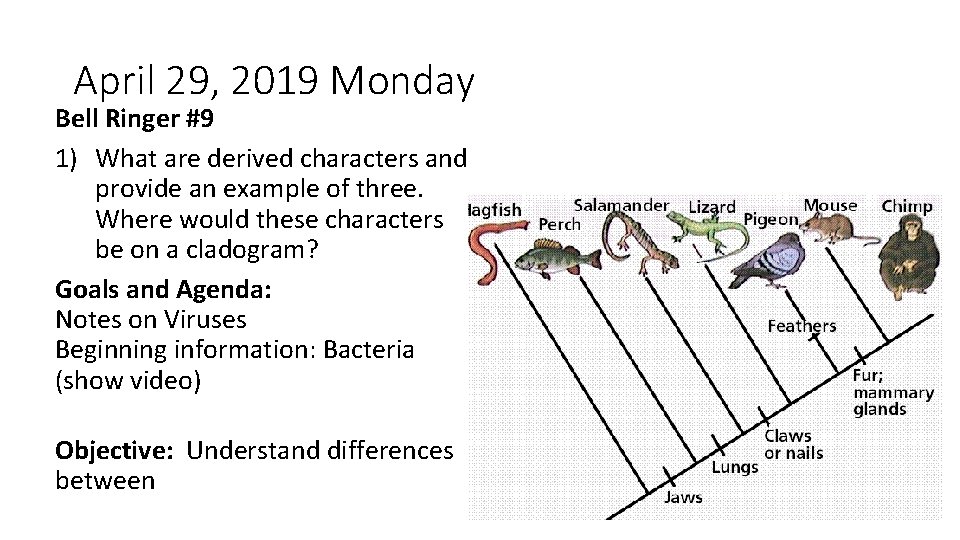 Classification Bell Ringers April 23 2019 Bell Ringer