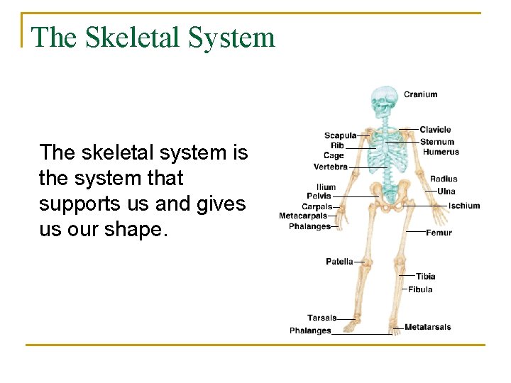 The Human Body Systems By the Fourth Grade