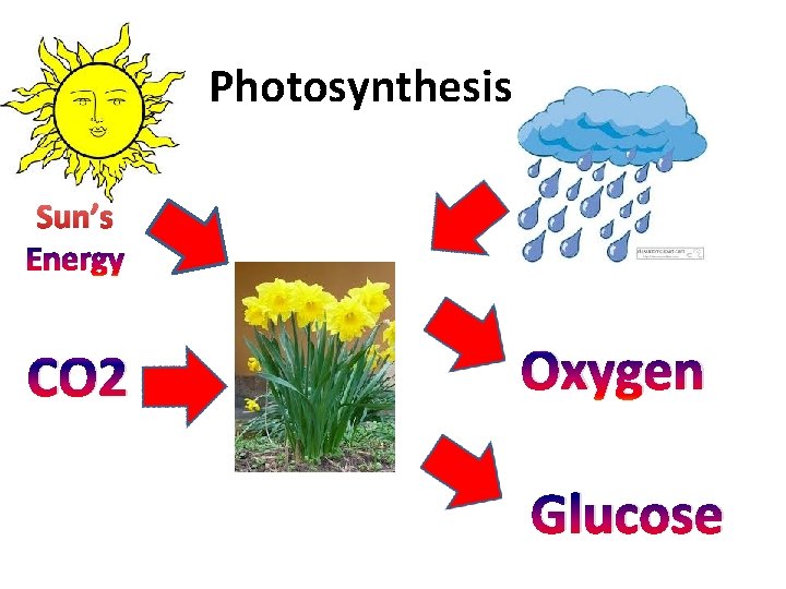 Photosynthesis Process by which a plant cell captures