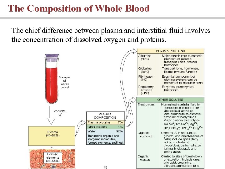 Anatomy Physiology SIXTH EDITION Lecture 19 Blood Lecturer