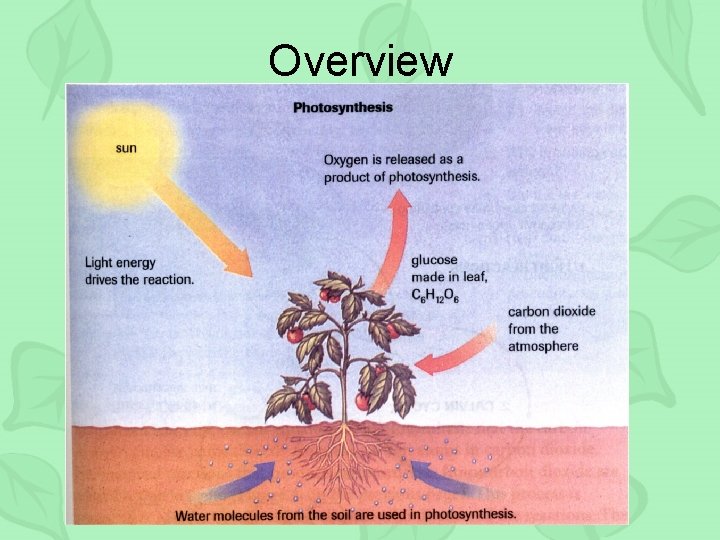 Photosynthesis Why its Important for Biological Energy Free