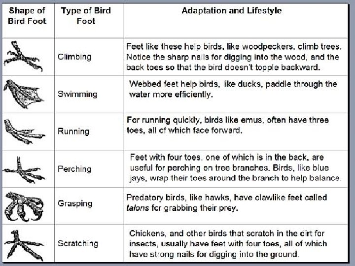 Animal Adaptations Bird Feet Feet long muscular legs