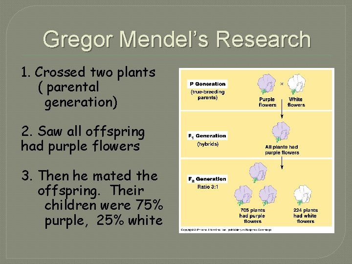 Genetics and Heredity Genetics Vocabulary 1 dominant trait