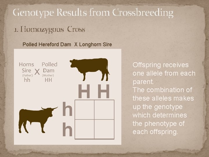 Bos Taurus Genetics Exploring Genotypes and Phenotypes of
