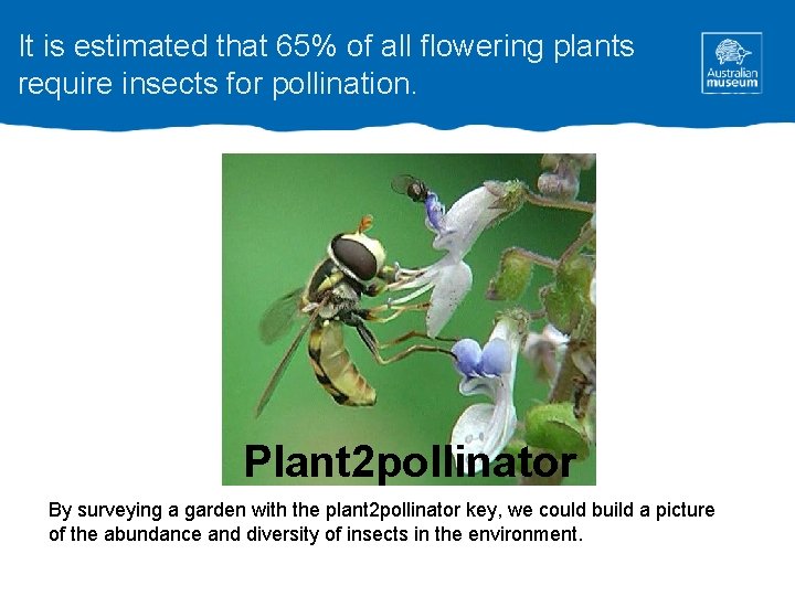Bug Wise for Schools Plant 2 pollinator presentation