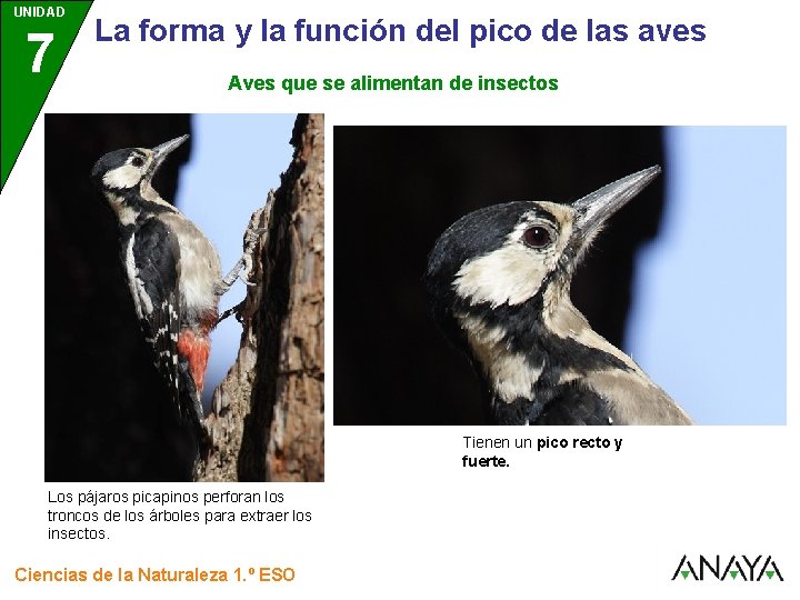 UNIDAD 7 La biodiversidad y la historia de