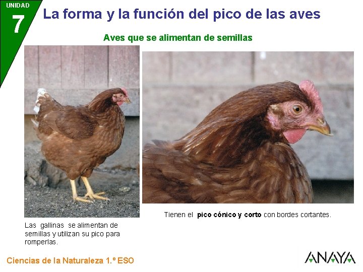 UNIDAD 7 La biodiversidad y la historia de