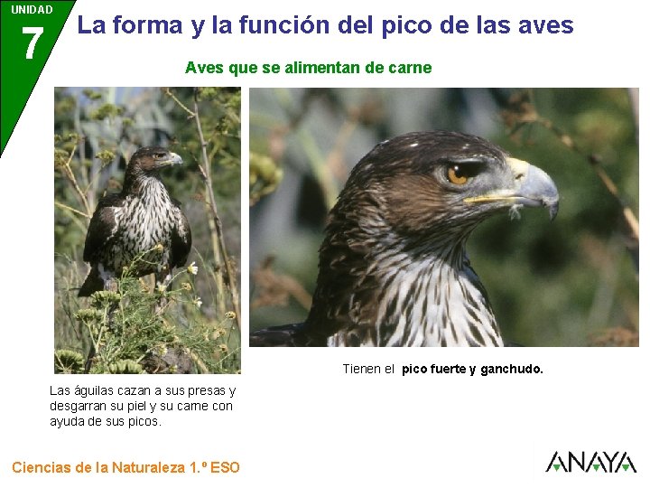 UNIDAD 7 La biodiversidad y la historia de