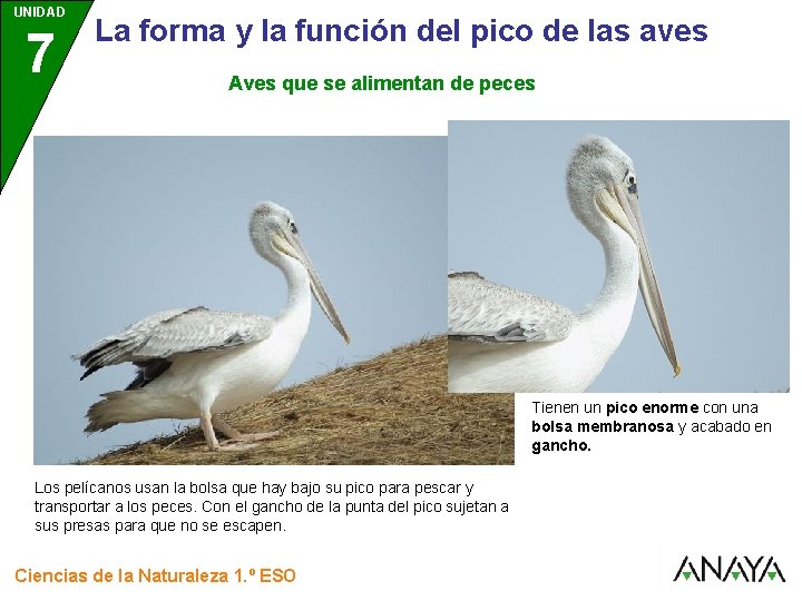 UNIDAD 7 La biodiversidad y la historia de