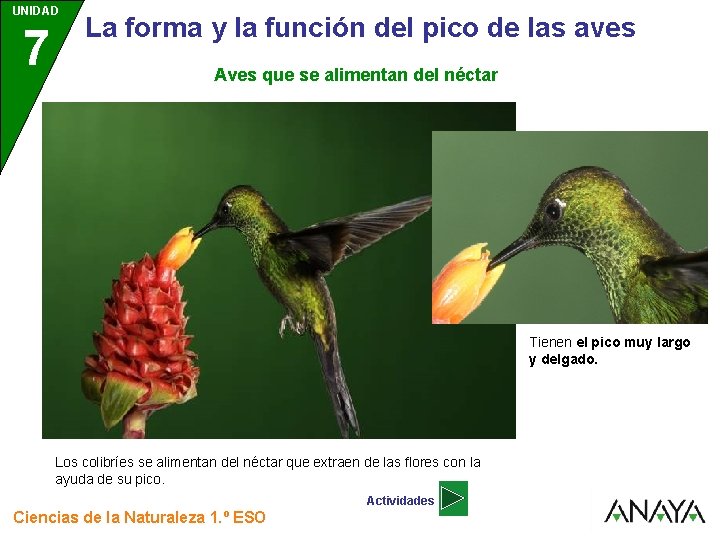 UNIDAD 7 La biodiversidad y la historia de