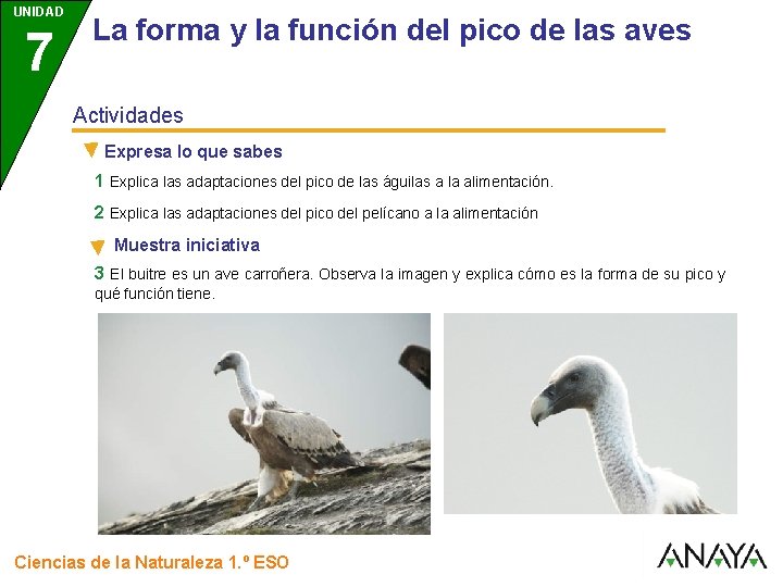 UNIDAD 7 La biodiversidad y la historia de