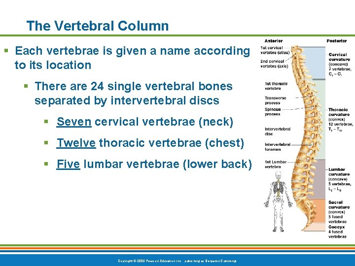 Chapter 5 5 Lecture Vertebral Column Bony Thorax