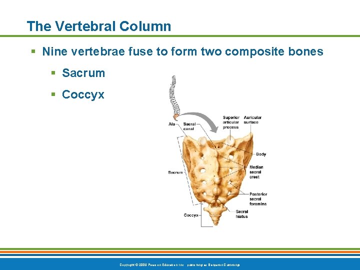 Chapter 5 5 Lecture Vertebral Column Bony Thorax