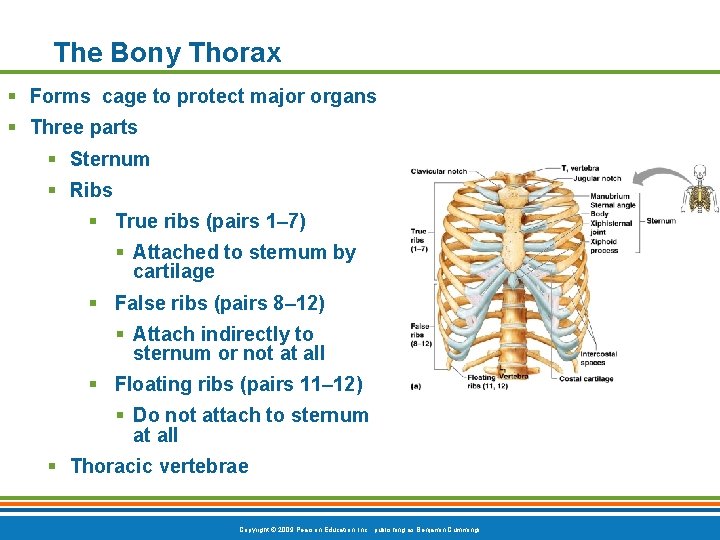 Chapter 5 5 Lecture Vertebral Column Bony Thorax