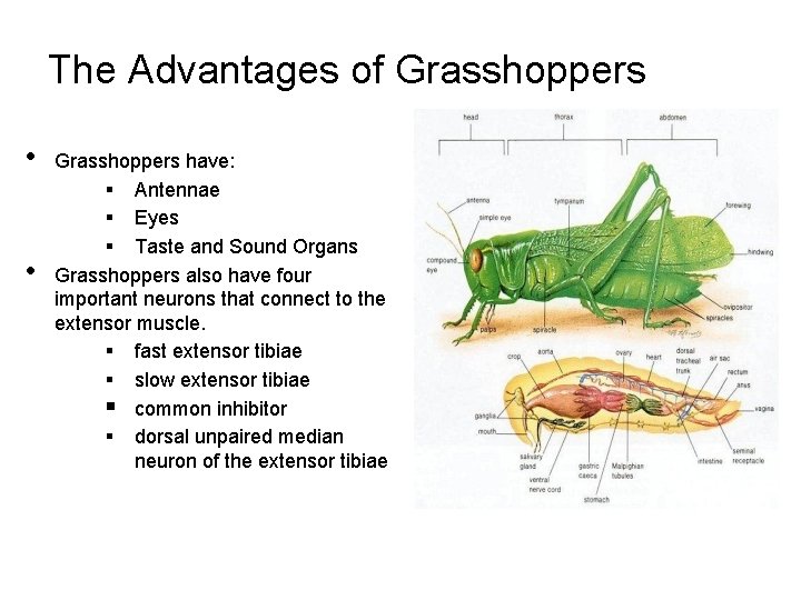 The Nervous System By Amor Colombres Cellena Ward