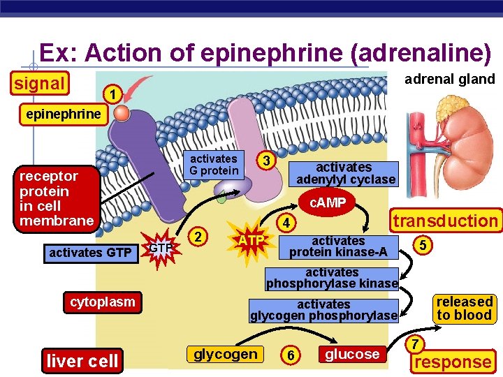 Endocrine System Hormones AP Biology 2007 2008 Regulation