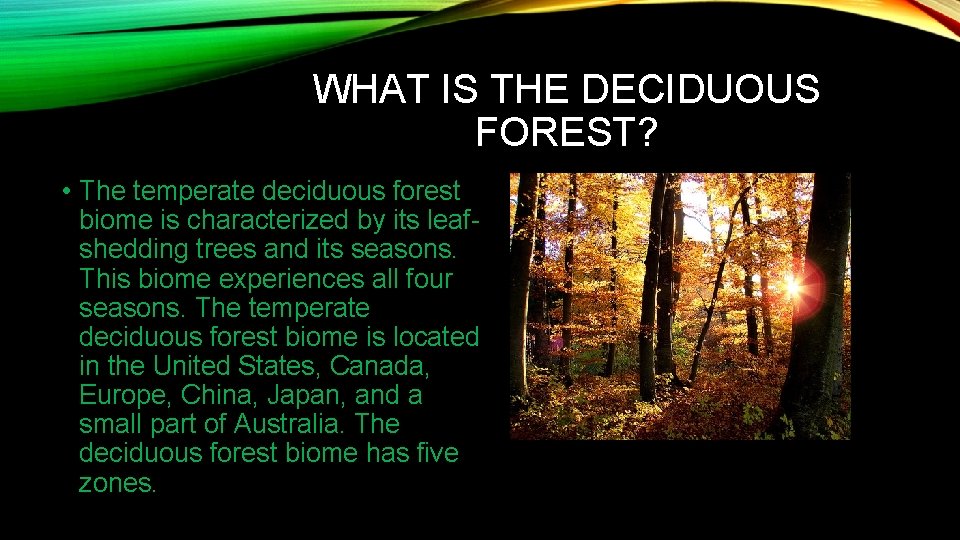 THE TEMPERATE DECIDUOUS FOREST By Justin Okoronta Angel