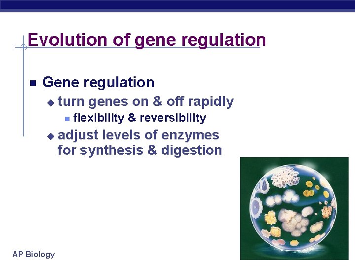 Control of Eukaryotic Genes AP Biology 2007 2008
