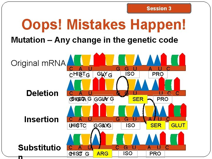 Biology EOC Review Session 3 DNA Genetics Created