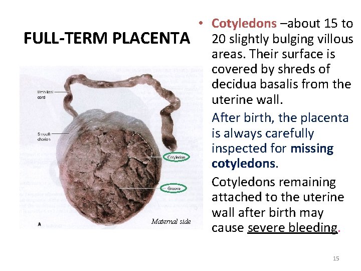 Placenta By Prof Saeed Makarem 1 Placenta This