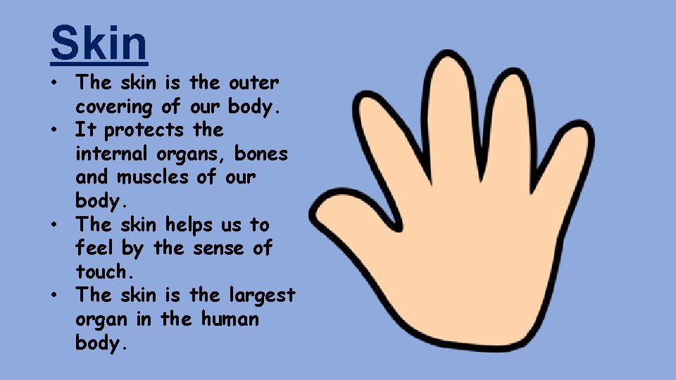 The 5 sense organs in our body are