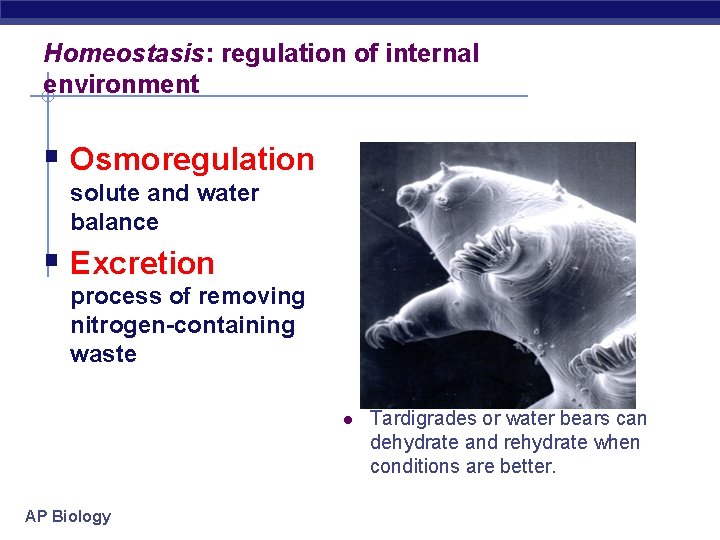Homeostasis Feedback Loops Used at all levels of