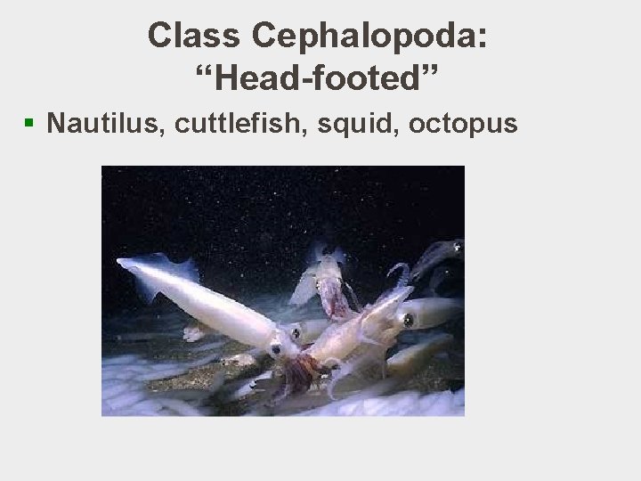 Invertebrate Zoology Lecture 20 Phylum Mollusca General Cephalopoda