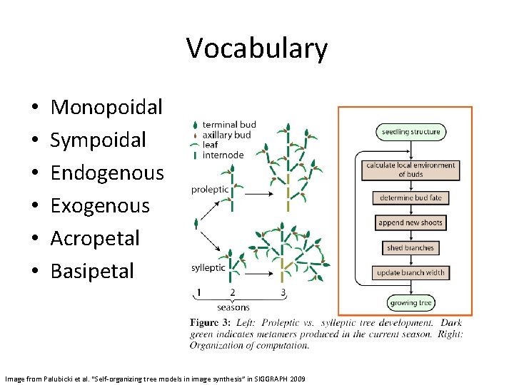 Selforganizing tree models Based on Palubicki et al