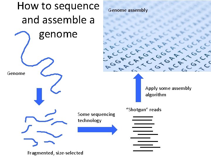 De Novo Genome Assembly Using Next Generation Sequence