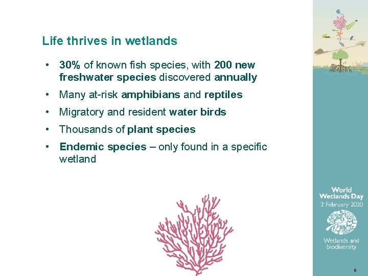 Wetland Biodiversity Why it matters Biodiversity is the
