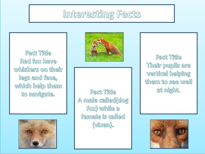 The Red fox By Karam Alsalih Animal Facts