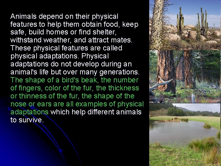 Animal Adaptations Mrs Reyes Science Lab Adaptation Any