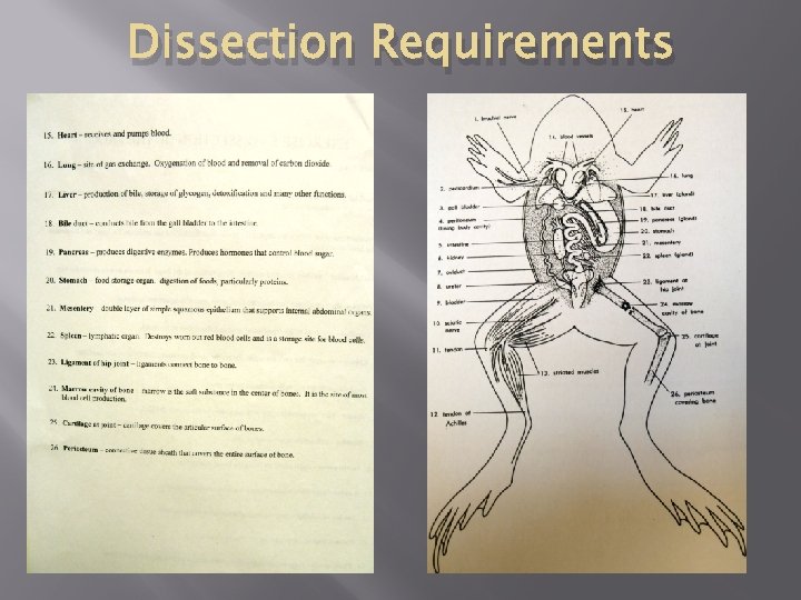FROG DISSECTION Biology 1110 Lab 5 ReviewSupport Material