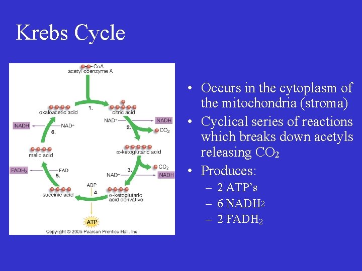 Cell Respiration The process by which cells turn