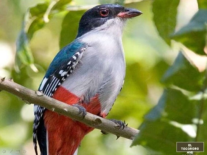 No 15 RECORDEMOS ALGUNOS Dos simbolos SIMBOLOS CUBANOS