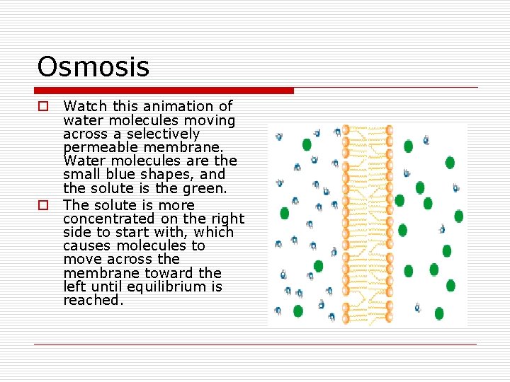 Diffusion Osmosis Homeostasis and the Plasma Membrane Maintaining